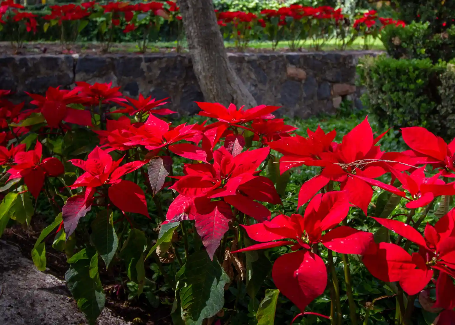 inicio de diciembre en México | Blog Amealcenses